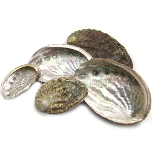 Shop Abalone Shell (Ear Shell) 100% from nature