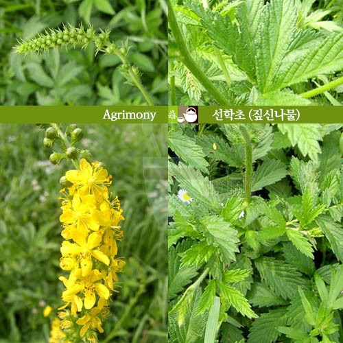 Shop Agrimony 100% from nature