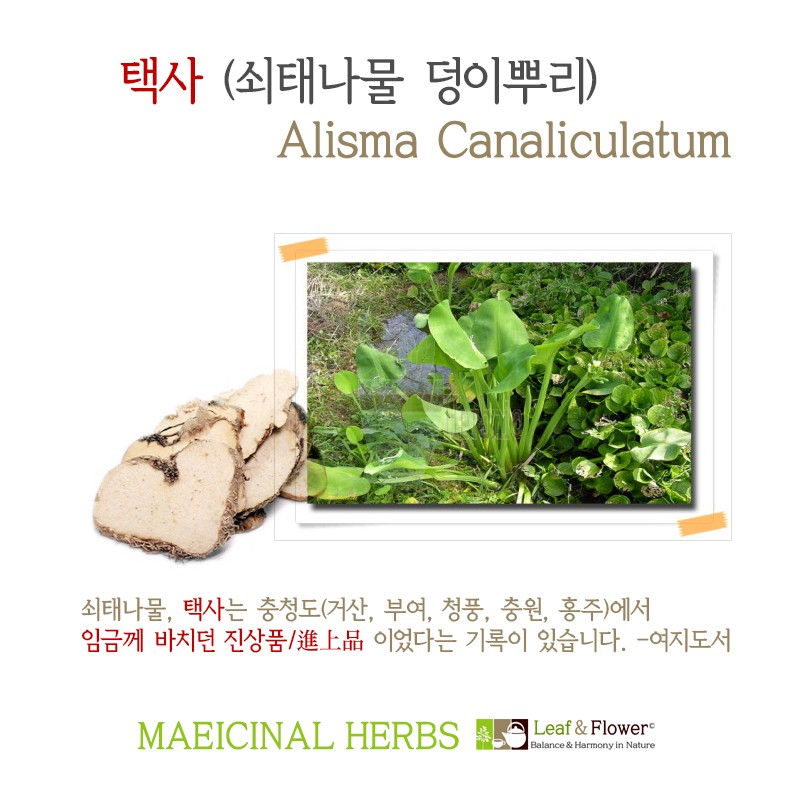 alisma root extract