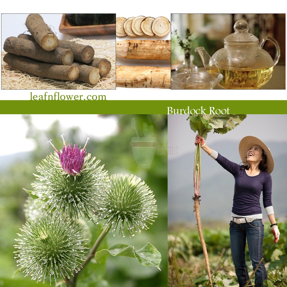 Shop [Bulk] Roasted Burdock Root Tea 100% from nature