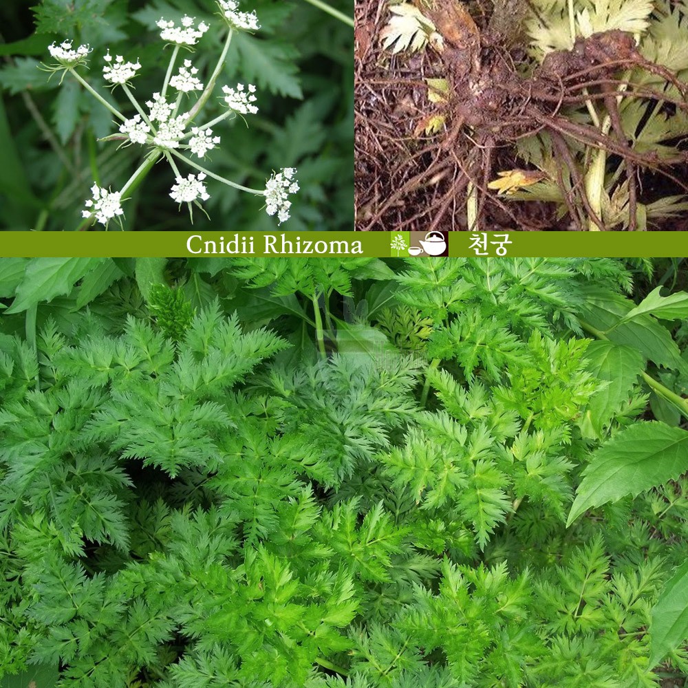 Shop Cnidium Officinale Makino 150g 100% from nature