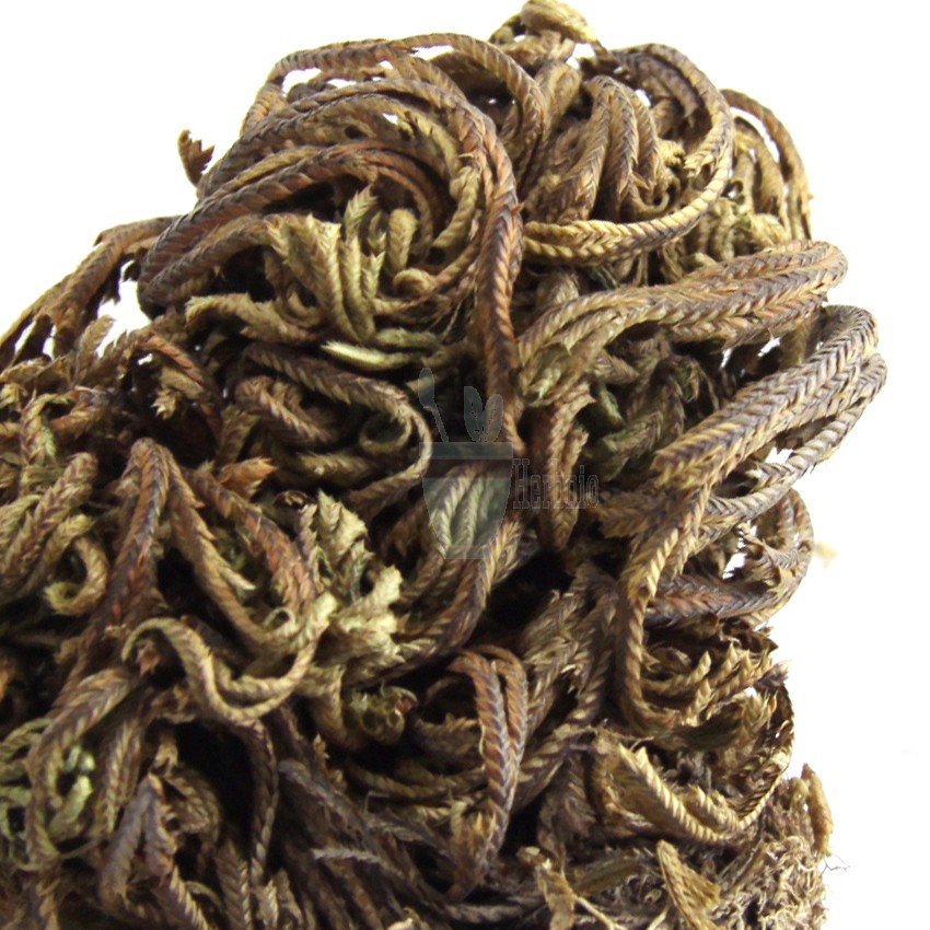 Shop Sanjivini Booti (Selaginella Bryopteris) 100% from nature