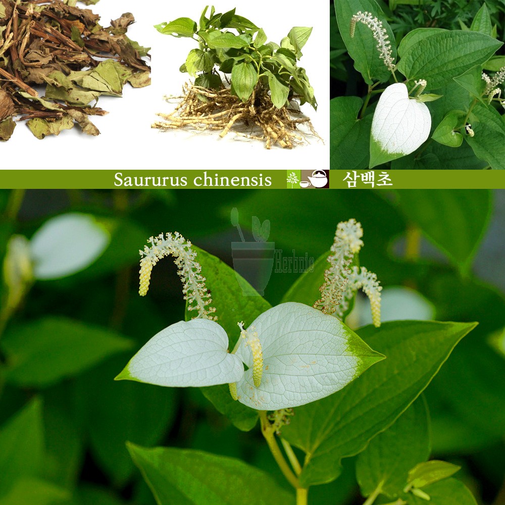 Shop Saururus Chinensis (Lizard's tail plant) 100% from nature