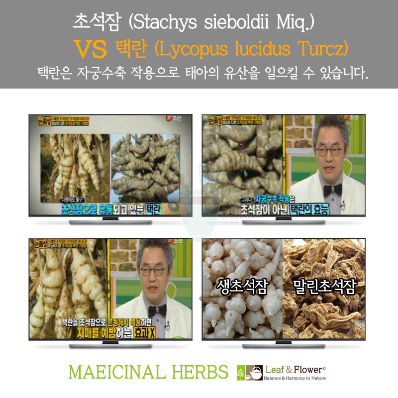 Shop Wood Betony Roots (Stachys Sieboldii) 100% from nature