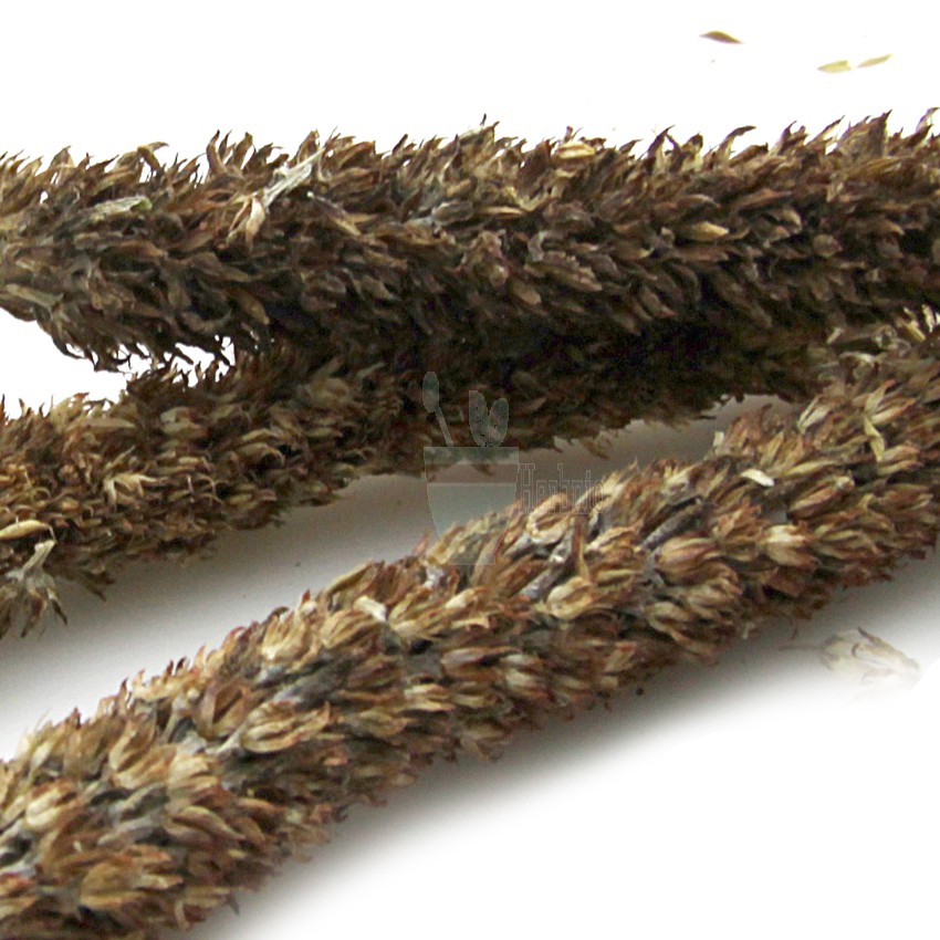 Shop Rock Pine (Orostachys Japonica) 100% from nature